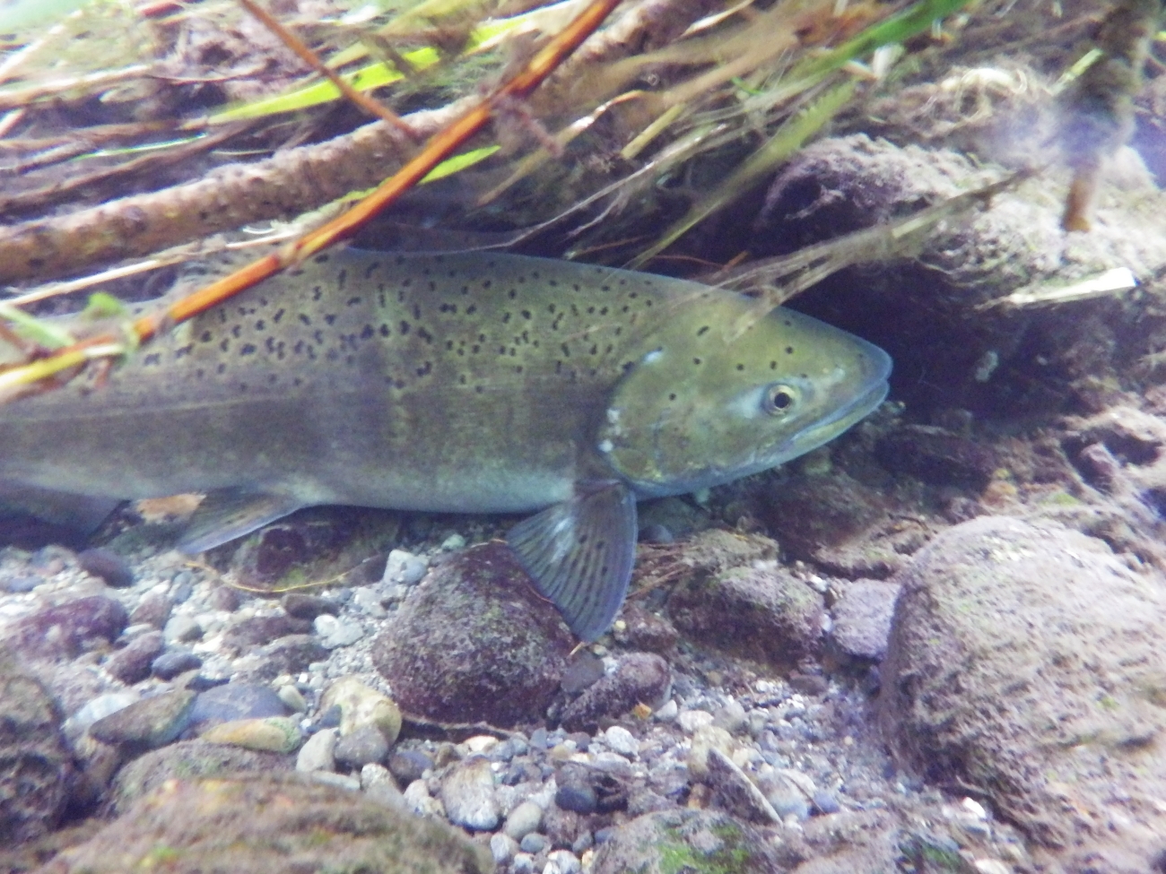 Spring Chinook staging for spawning | FWS.gov
