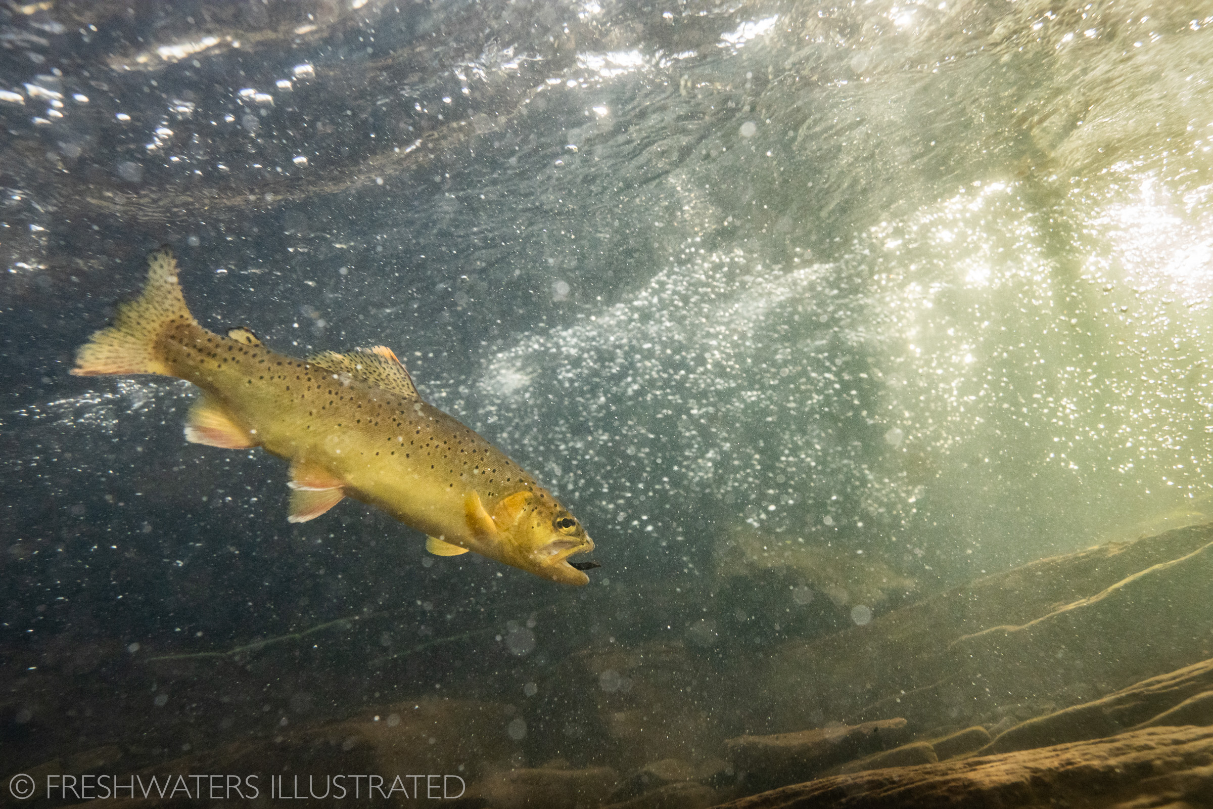 Apache trout | FWS.gov